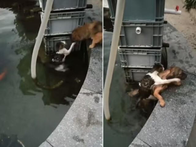 Watch: Dog Risking Its Life To Save A Drowning Cat Makes Internet ...