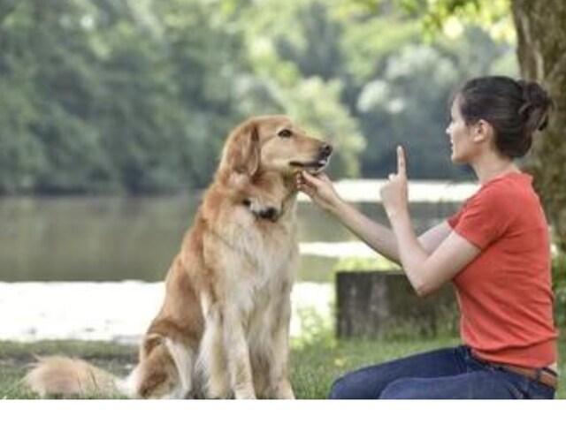 8 Essential Tips For First-Time Dog-Owners To Train The Pet - News18