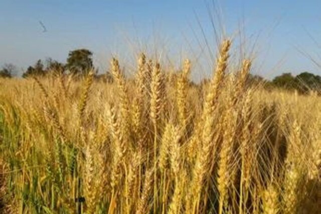 Standing Rabi Crops Not Impacted Much by Untimely Rains & Hail, Says ...