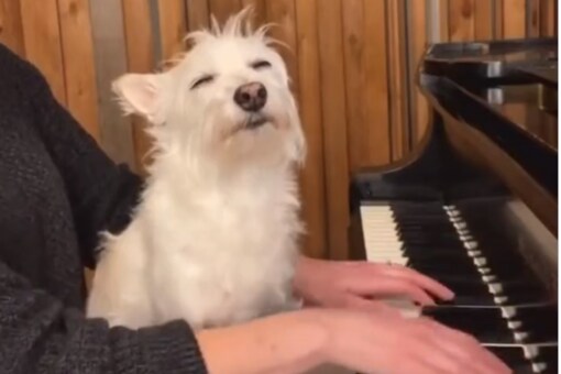 'Music Is A Universal Language’: Video Of Dog Calmly Listening To Piano ...