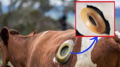 Why Farmers In These Countries Make Holes In Their Cattle’s Stomachs ...