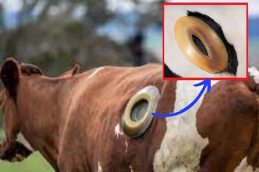 Why Farmers In These Countries Make Holes In Their Cattle’s Stomachs ...