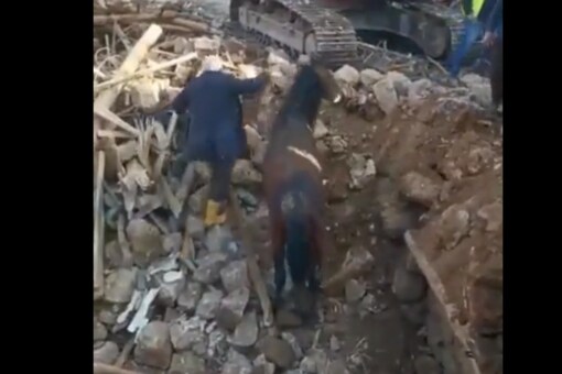 Turkey Earthquake: Horse, Stuck Under Rubble For '21 Days,' Rescued ...