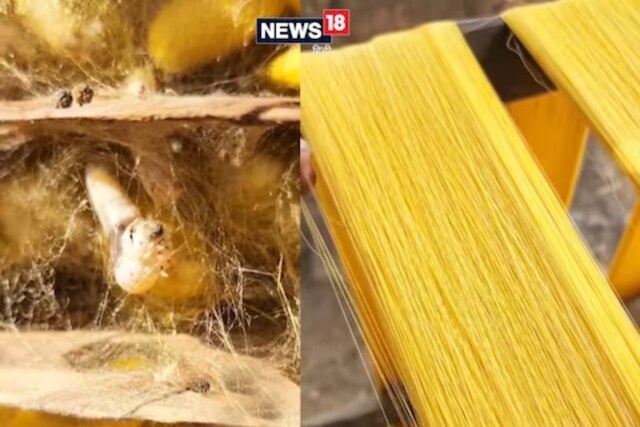 Ever Wondered How Silk Is Made? Well, Let's Find Out Here - News18