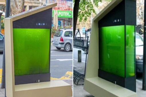 These Liquid Trees, Full Of Micro-Algae, Can Be Used To Make Solar ...