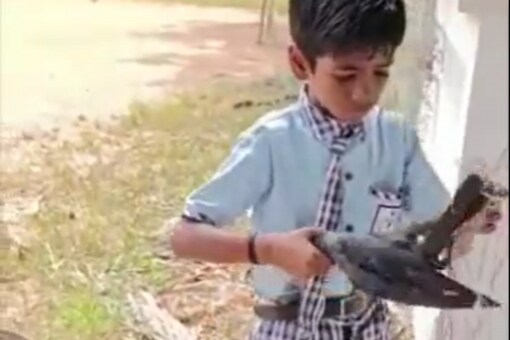 Video Of This Young Boy Rescuing Crow Trapped In Net Is Tutorial On ...