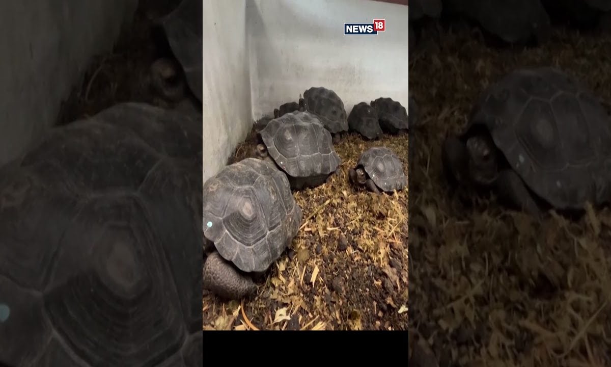 Giant Tortoise Released In The Wild On Galapagos Islands | Tortoise ...
