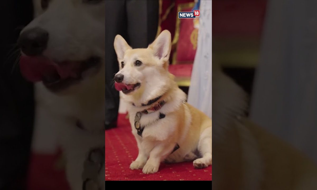 Corgis Visits Madame Tussauds London | Corgis Visit New Madame Tussauds ...
