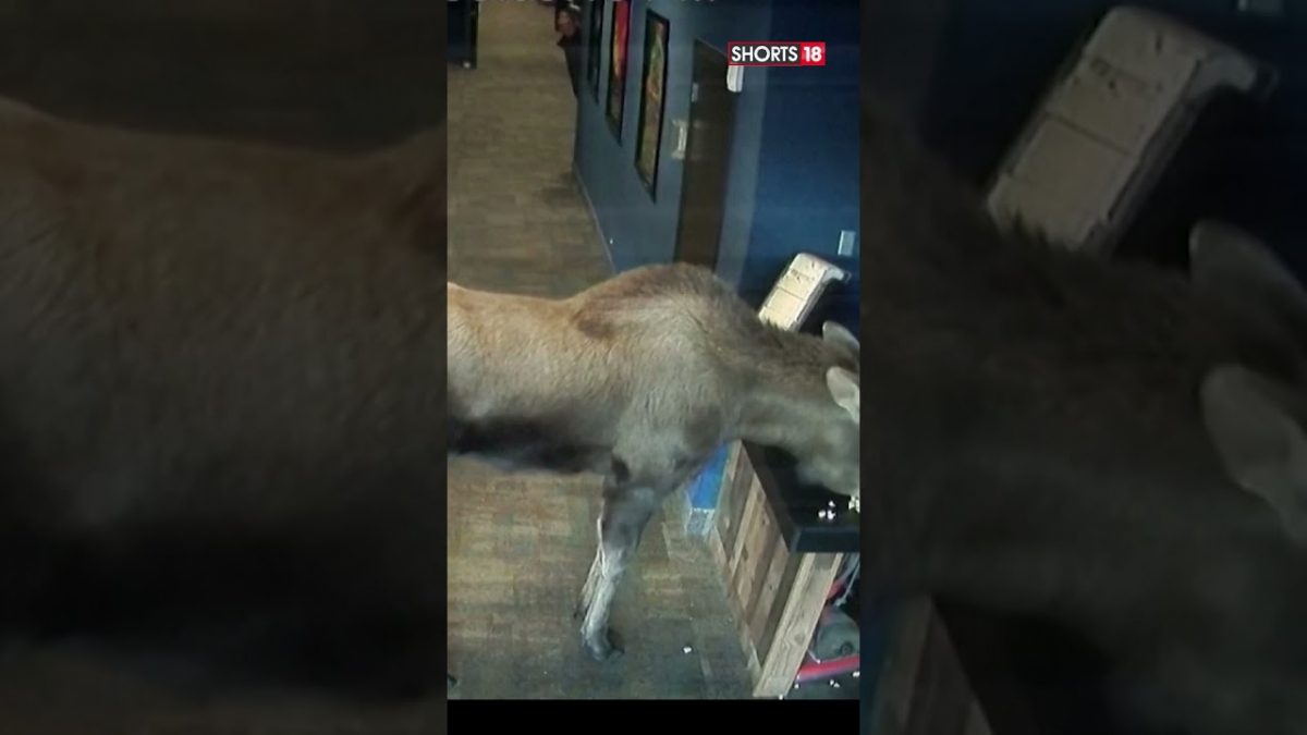 Moose Visits Alaska Cinema, Munches On Popcorn At Candy Bar | Alaska ...