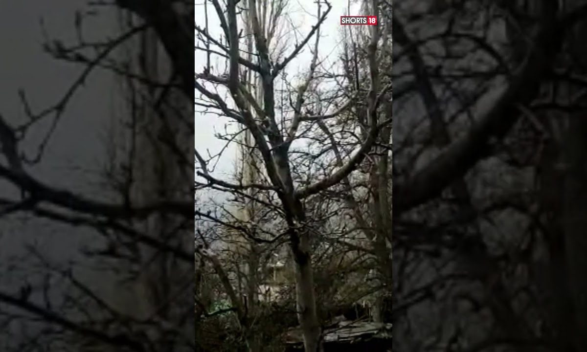 Himachal Pradesh's Dharamshala And Kangra Receive Fresh Snowfall | # ...