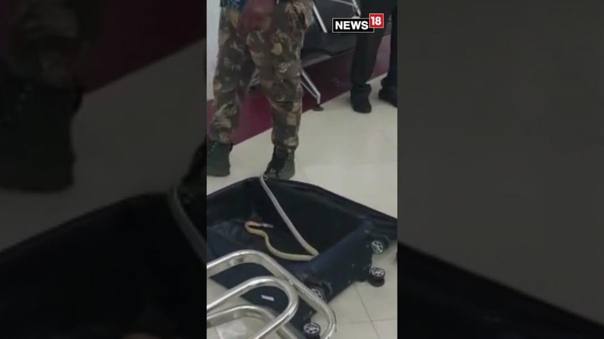 Chennai Airport Snake Video | Woman Found Travelling With 22 Snakes ...