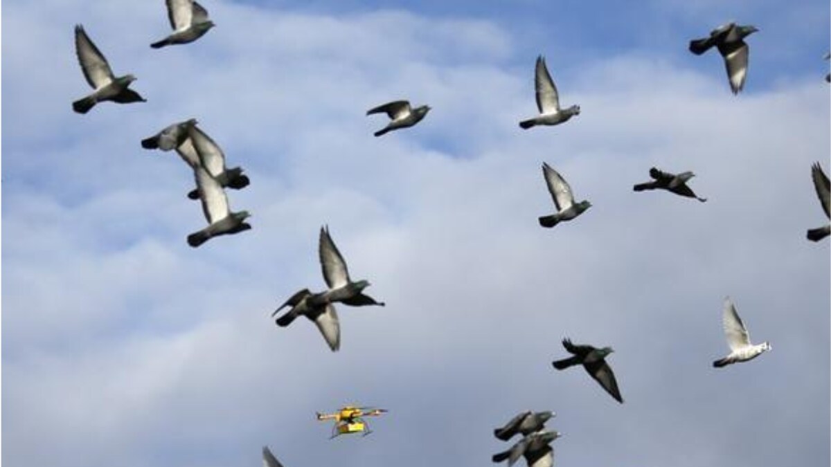 Dead Birds Get New Life: New Mexico Researchers Develop Taxidermy Bird ...
