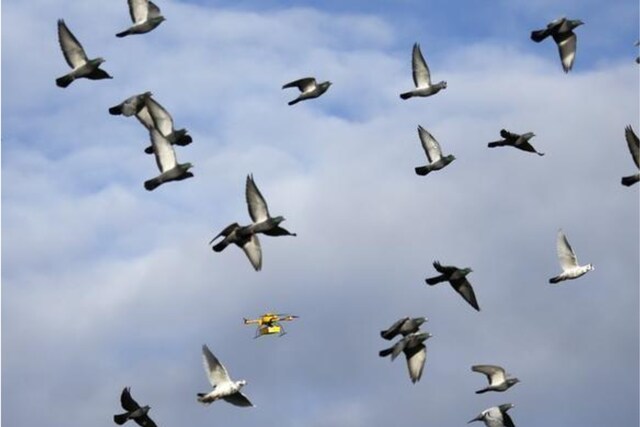 Dead Birds Get New Life: New Mexico Researchers Develop Taxidermy Bird ...