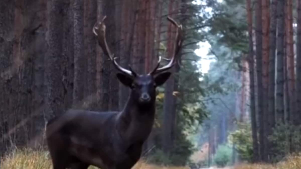 'What A Sight To Behold': Rare Black Fallow Deer Leaves Internet ...