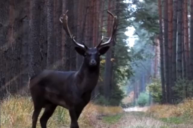 'What A Sight To Behold': Rare Black Fallow Deer Leaves Internet ...