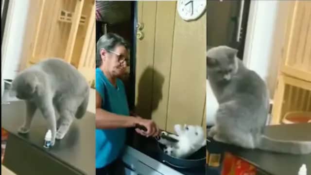 Watch: Cat Tries To Push Object Off The Table, Owner Teaches It A ...