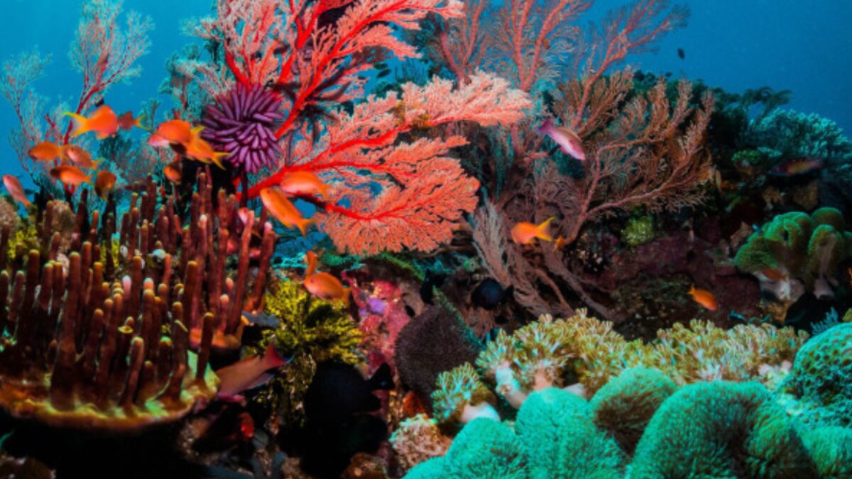 Coral-eating Fish May Not Be That Bad For Reef Health After All | Buzz ...