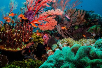 Coral-eating Fish May Not Be That Bad For Reef Health After All - News18