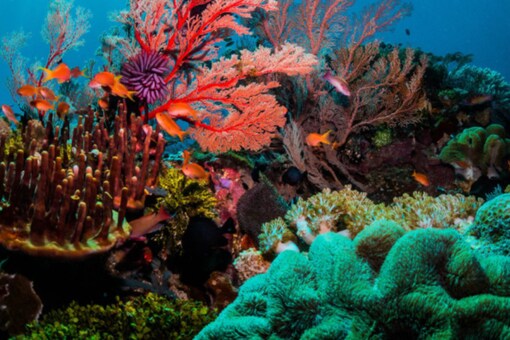 Coral-eating Fish May Not Be That Bad For Reef Health After All - News18