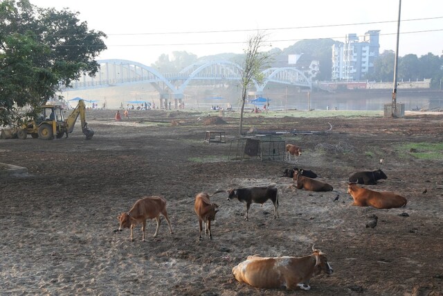 Six Held on Cow Slaughter Charge in UP's Bareilly - News18