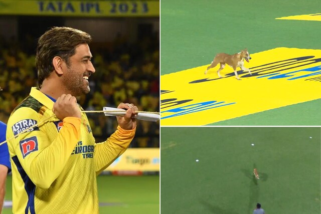 WATCH: Dog Delays Start of LSG vs CSK Encounter at Chepauk - News18