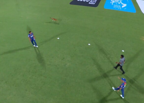 WATCH: Dog Delays Start of LSG vs CSK Encounter at Chepauk ...