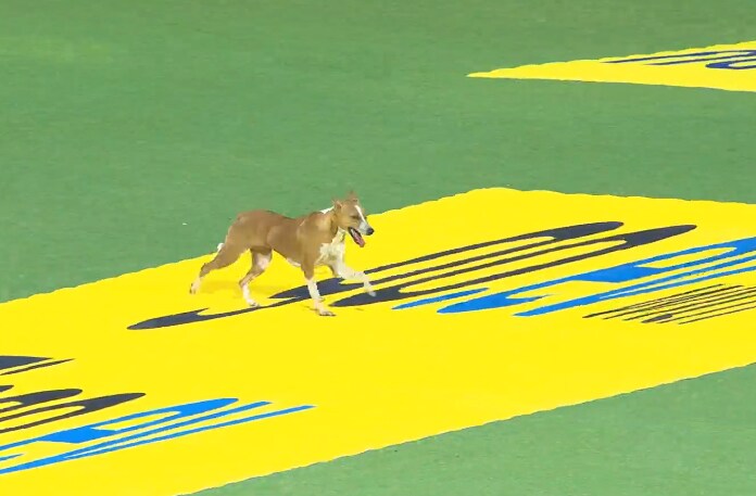 WATCH: Dog Delays Start of LSG vs CSK Encounter at Chepauk ...