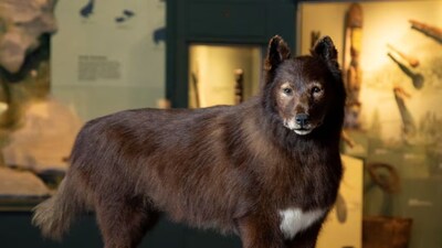 A Good Dog With Great Genes - 1920s Alaska Sled-relay Hero Balto | Buzz ...
