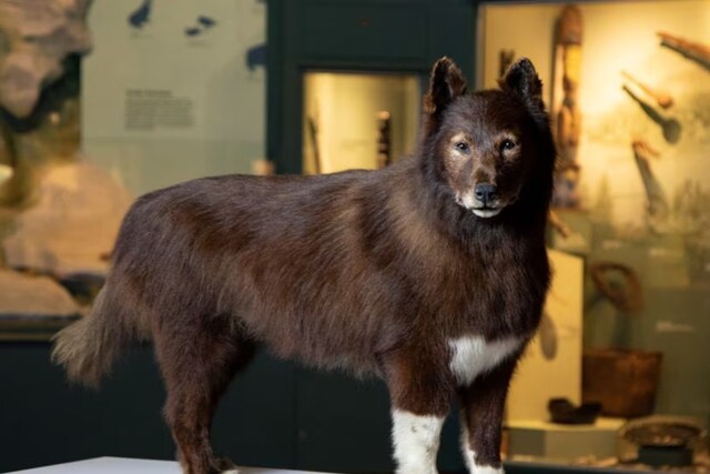 A Good Dog With Great Genes - 1920s Alaska Sled-relay Hero Balto - News18