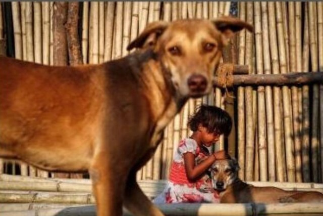 UP: 12-year-old Boy Mauled to Death by Stray Dogs in Kannauj, Third ...