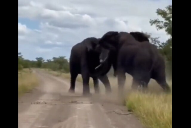 Not Your Usual Cute Tuskers, Elephants Have A Go At Each Other In Epic ...
