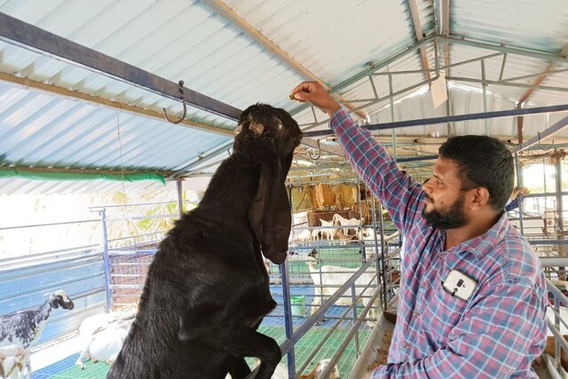 Private Breeding Farm in Telangana Rears Goats of Imported Breeds - News18