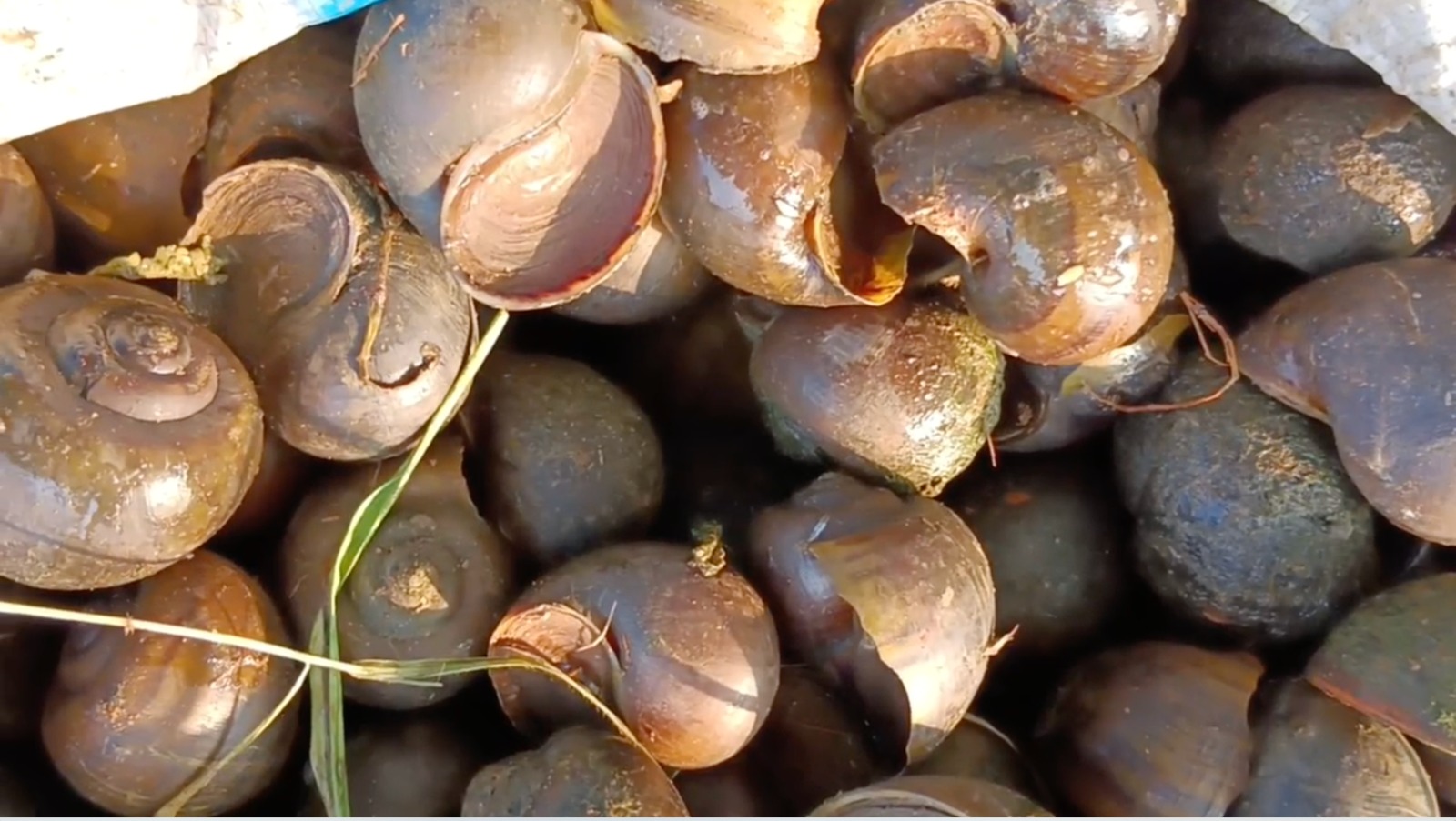 Andhra Pradesh's Snail Curry is Gaining Popularity, Locals Believe it ...