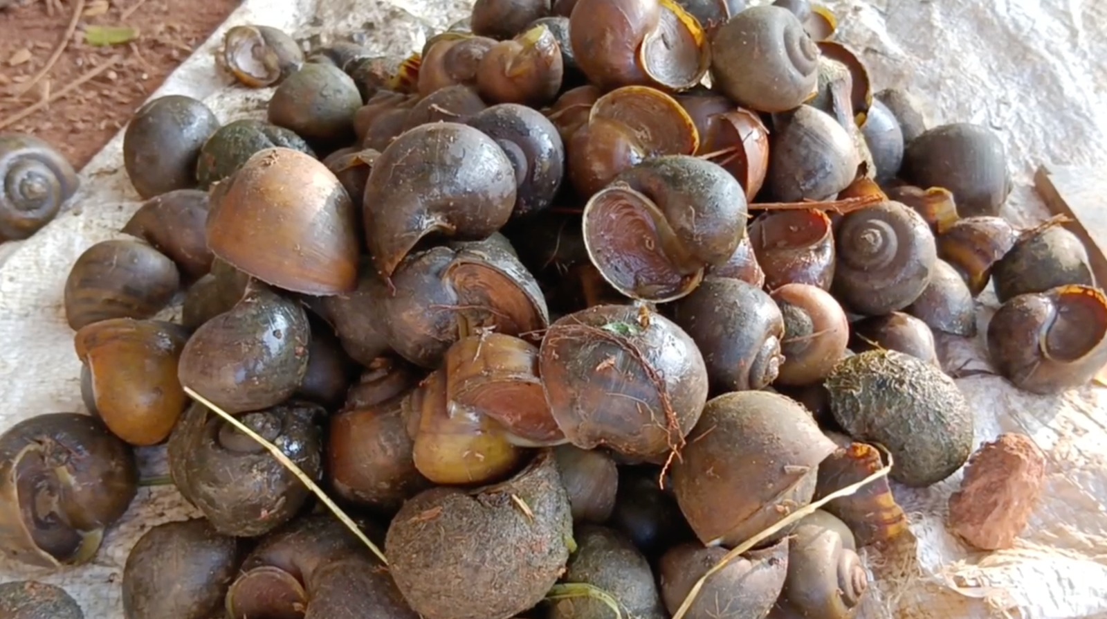 Andhra Pradesh's Snail Curry is Gaining Popularity, Locals Believe it ...