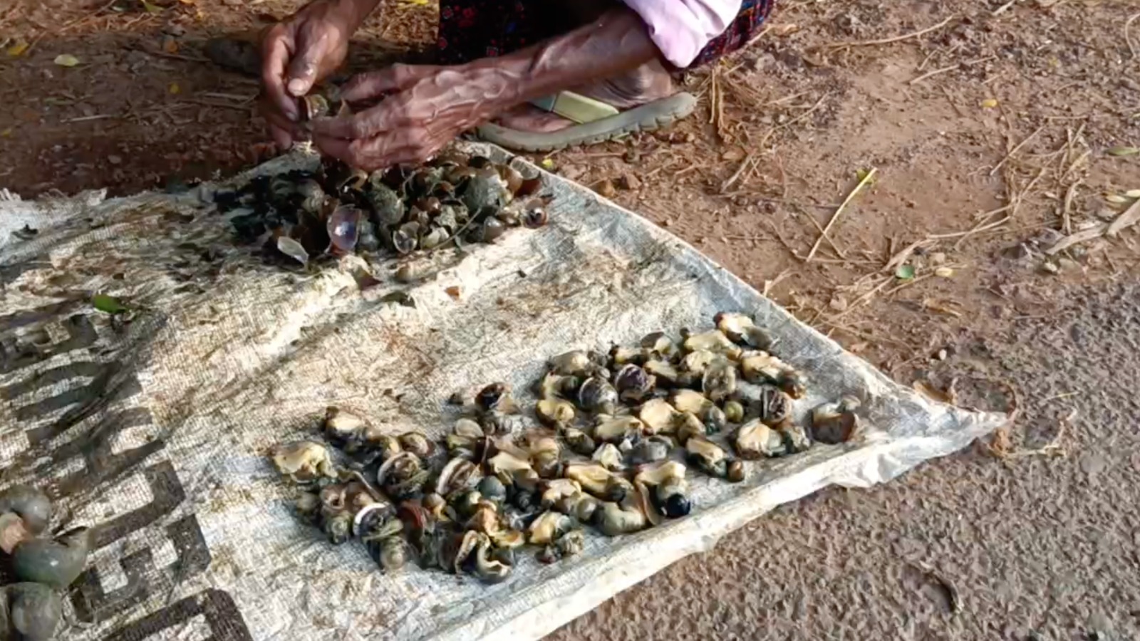 Andhra Pradesh's Snail Curry is Gaining Popularity, Locals Believe it ...