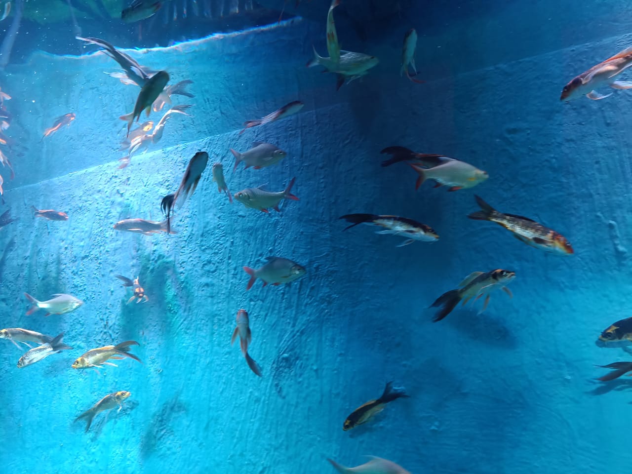 Telangana's One-of-a-Kind Underwater Tunnel Aquarium Exhibition: A ...