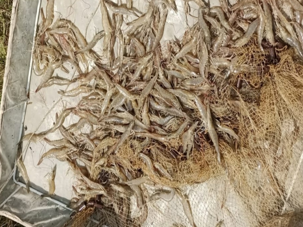 West Bengal's Shrimp Farming Yields High Profits for Farmers | India ...