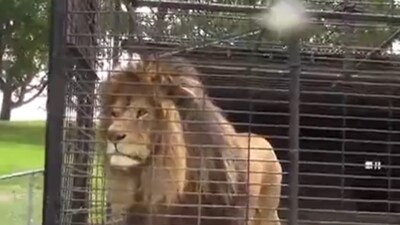 Watch: Lion Urinates On Annoying Visitors At Zoo | Viral News - News18