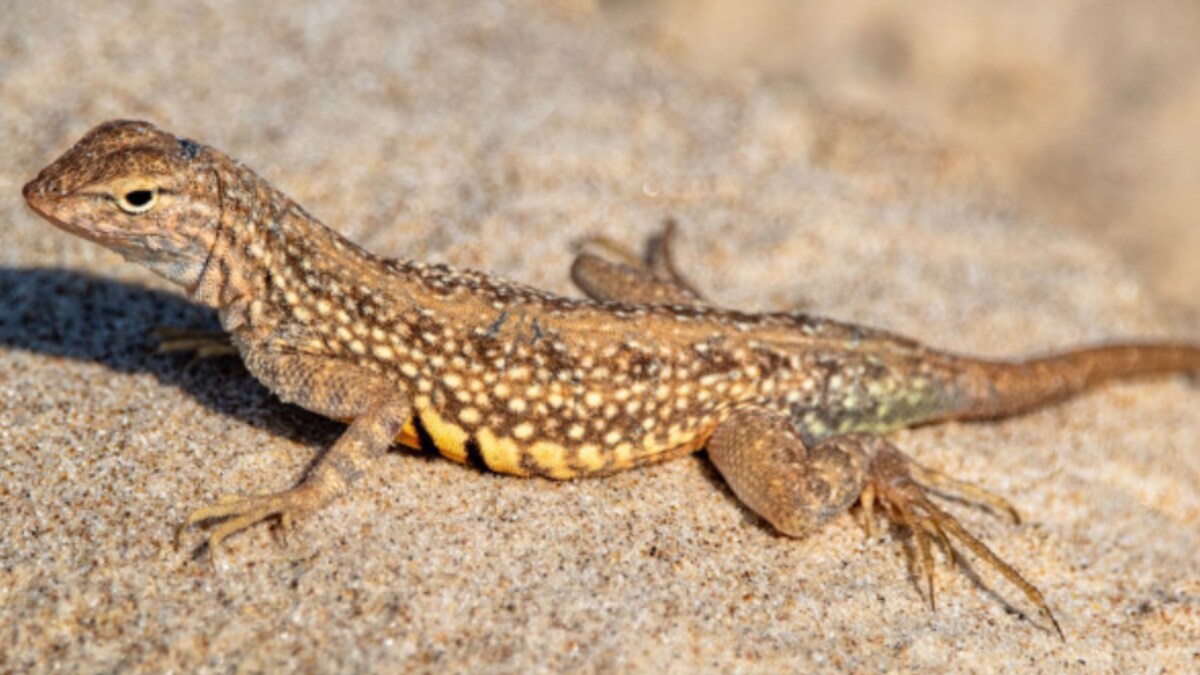 Some Lizards Are Also Stress Eaters | Buzz News - News18