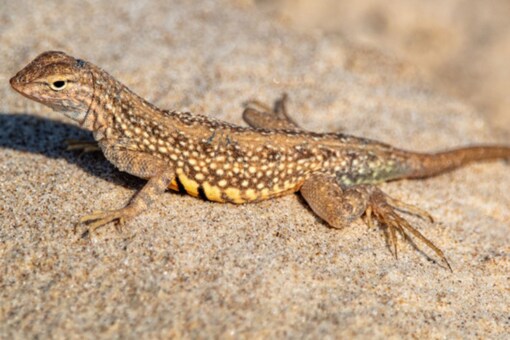 Some Lizards Are Also Stress Eaters - News18