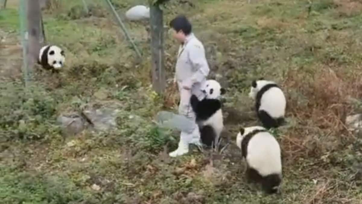 This Clip Sums Up What A Day In The Life Of Panda Caretaker Is Like ...