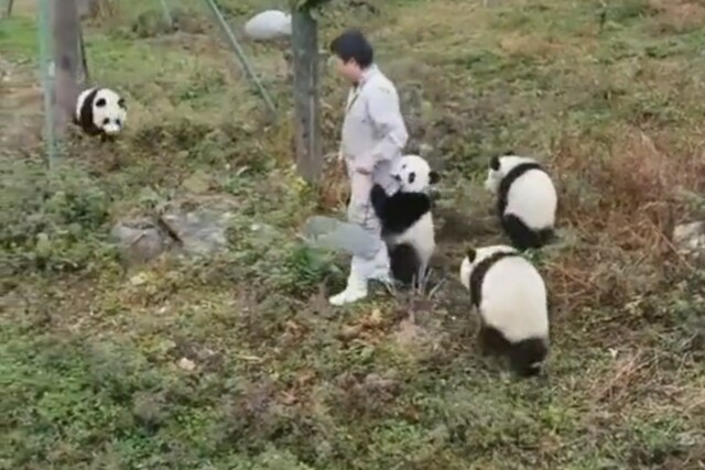 This Clip Sums Up What A Day In The Life Of Panda Caretaker Is Like ...