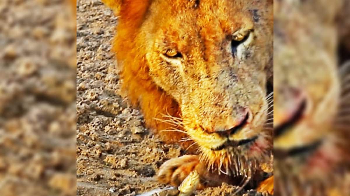 Amusing Clip Shows Paw-Size Turtle Chasing Majestic Lion Away From ...