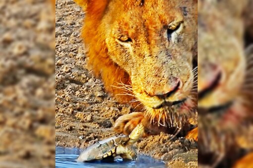 Amusing Clip Shows Paw-Size Turtle Chasing Majestic Lion Away From ...