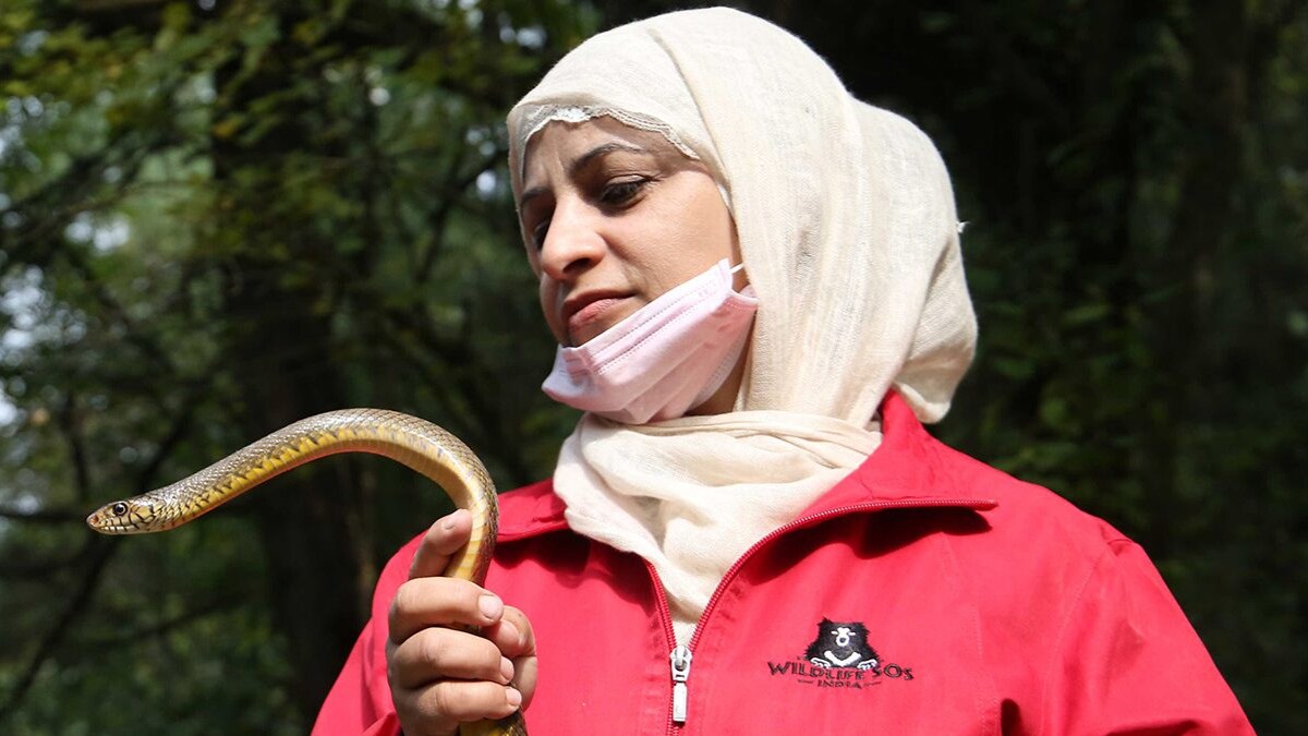 Meet Aaliya Mir, Jammu And Kashmir's Only Woman Wildlife Rescuer | Buzz ...