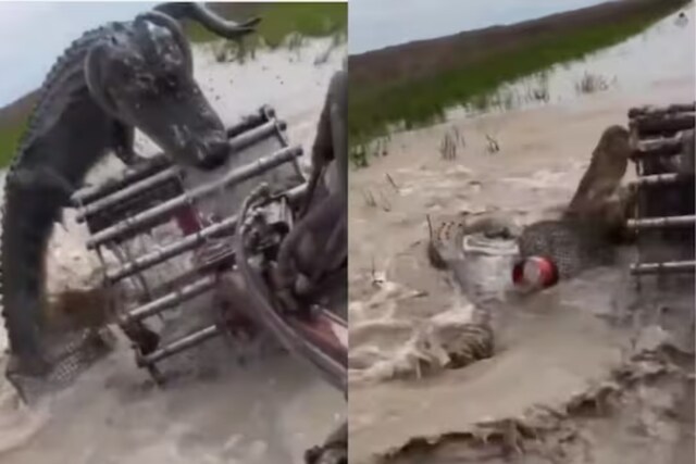 Watch: Alligator Holds On To Harvester's Rolling Blades With Its Teeth ...