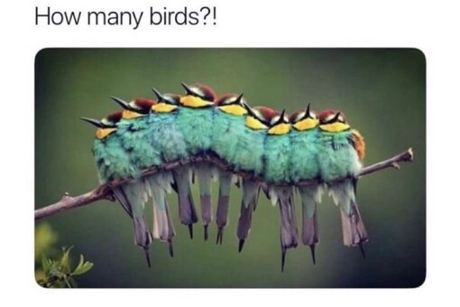 10/10 If You Can Spot The Total Number Of Birds In This Optical ...