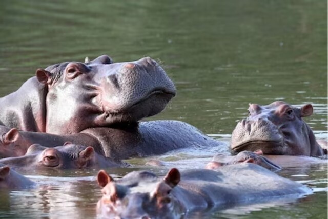One of Pablo Escobar's 'Cocaine Hippos' Dies In Highway Collision - News18