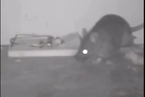 Ratatouille 2.0: Rat Picks Snack From Danger Trap Zone Like A Total Pro ...