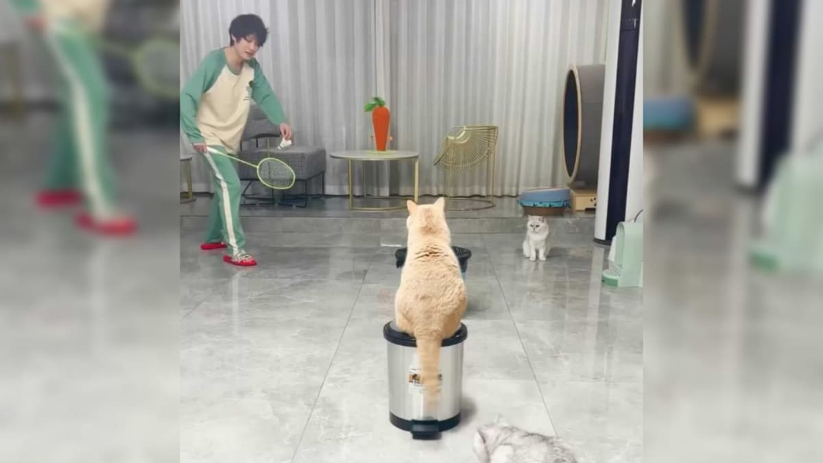 Cats' Ultimate Badminton Battle With Human Friend Will Leave You In ...